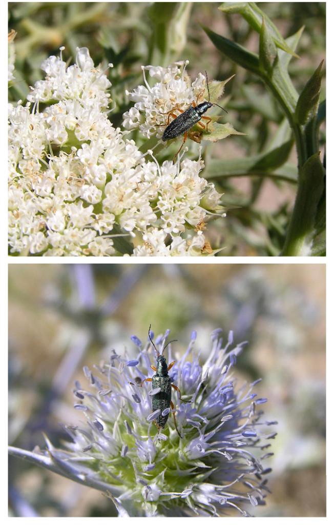 Museu de Ciències Naturals de Barcelona: Scientific journals