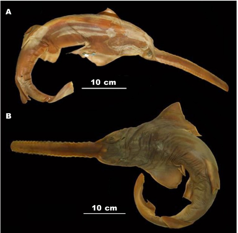 Museu de Ciències Naturals de Barcelona: Las publicaciones científicas