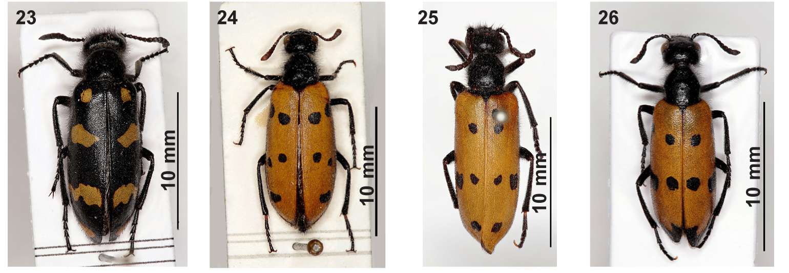 Museu de Ciències Naturals de Barcelona: Les publicacions científiques